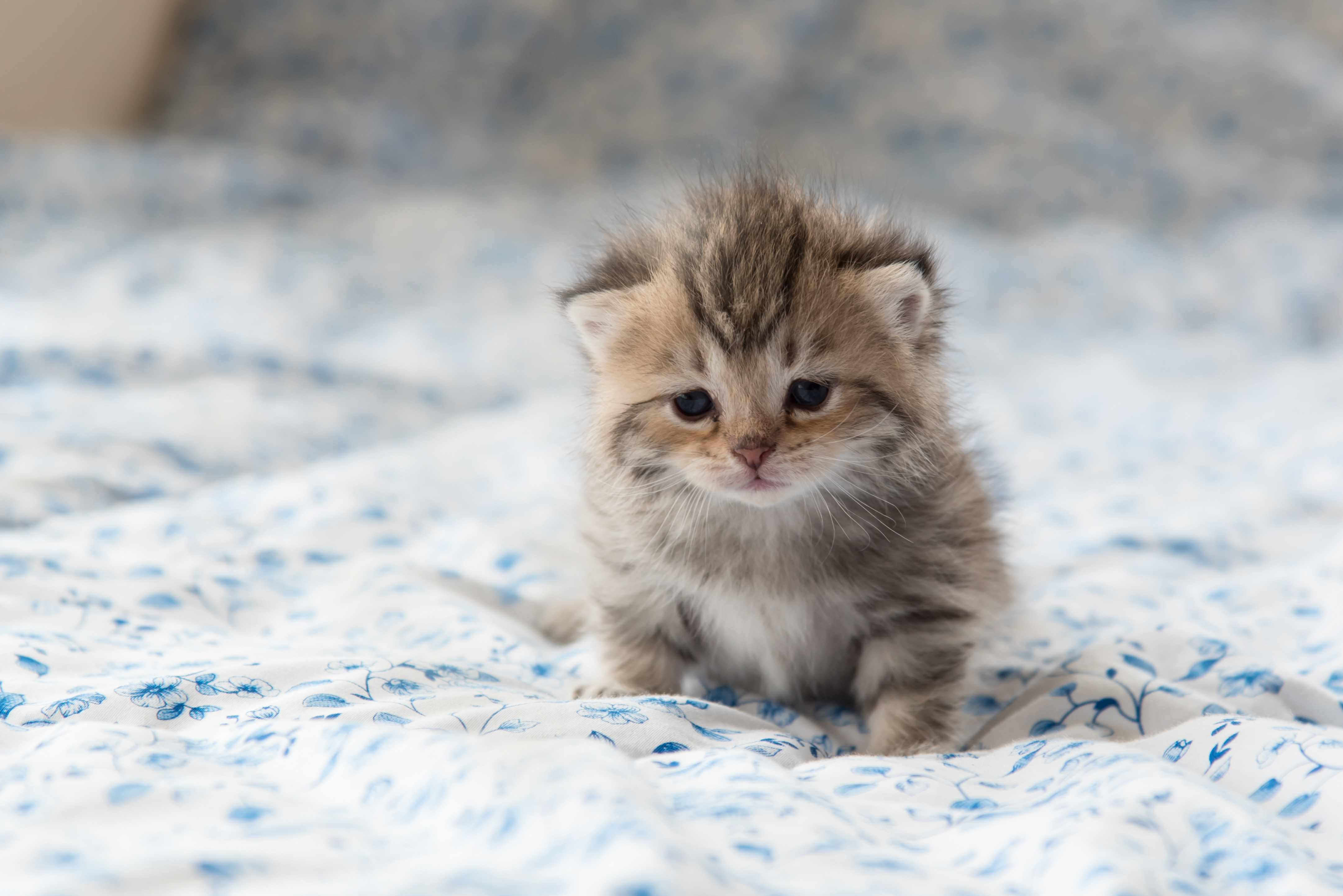 Customer service - Help with all your questions | FOREX